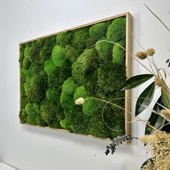 Mosvægge - naturlig mos på væggen uden vedligehold
