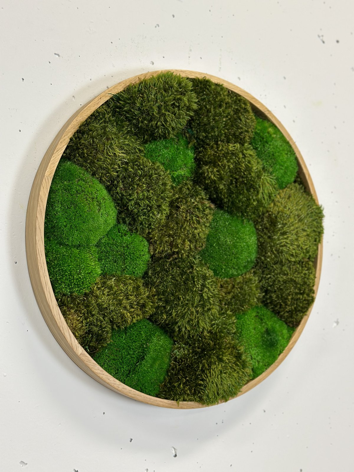 Mosbillede i mosmix 006 - Runde akustik mosbilleder - MosDecor Aps