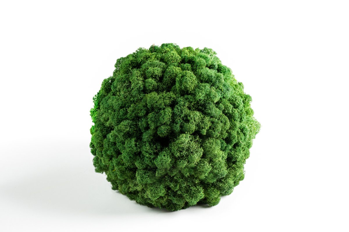 Moskugle i Rensdyrmos - Moskugler - MosDecor Aps